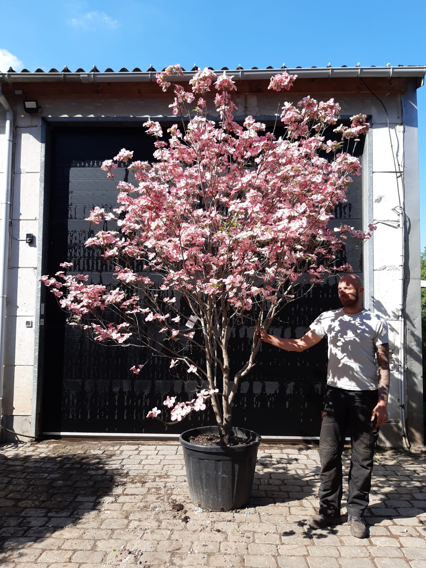 Cornus florida multistam - Parcent Pots & Plants